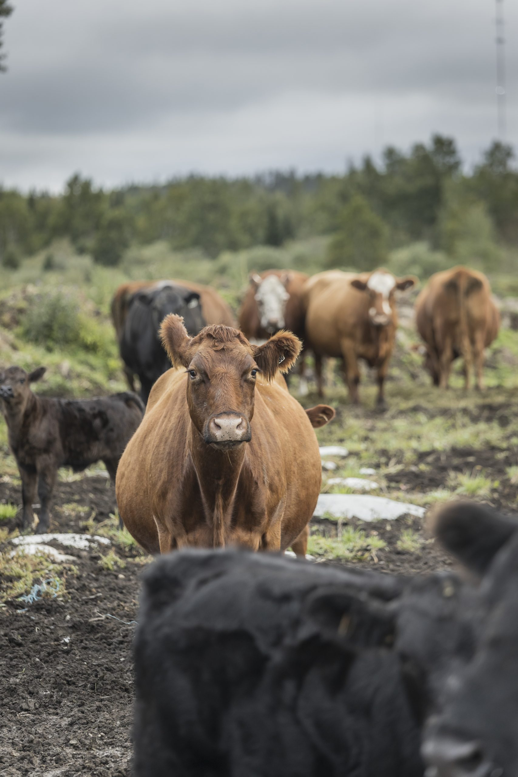 Benjamin Roy : la passion d’un agriculteur – Amos-Harricana